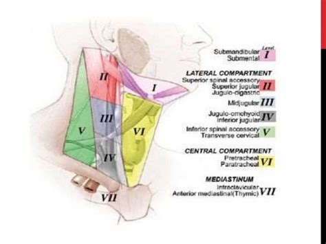 Selective Neck Dissection