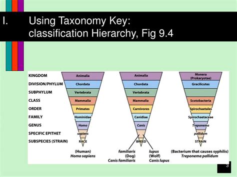 What Is A Taxonomy Key