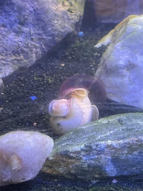Snail Leaving Shell R Aquaticsnails