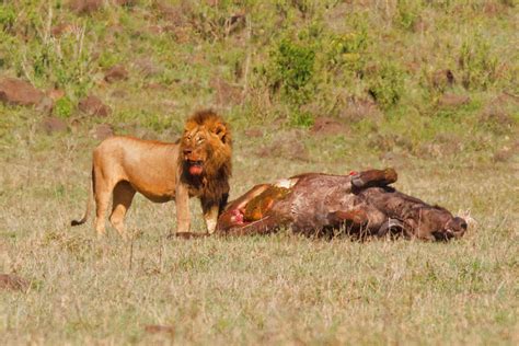 Ngorongoro Safari Tanzania Ngorongoro Conservation Area Wildlife Tours