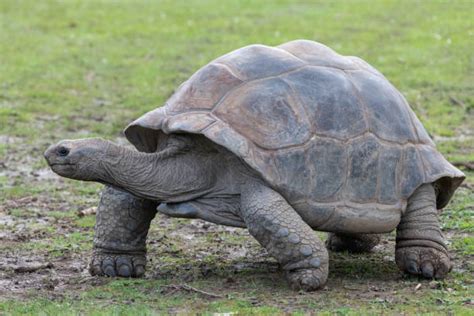 1300 Kura Kura Raksasa Aldabra Foto Foto Stok Potret And Gambar Bebas