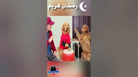 رمضان كريم مواقف مضحكة جداً مقاطع مضحكة فيديوهات مضحكة مقالب