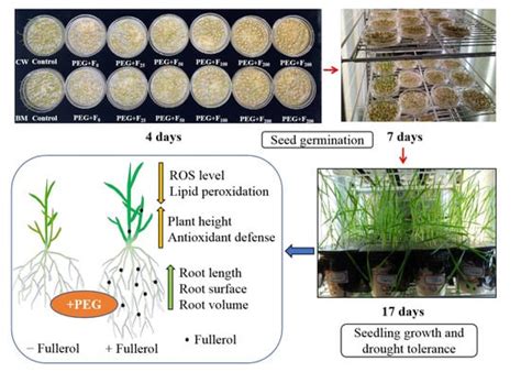 Seed Priming With Fullerol Improves Seed Germination Seedling Growth And Antioxidant Enzyme