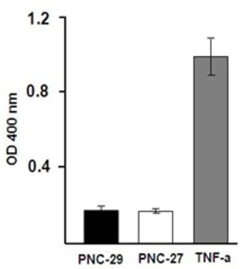 The Anti Cancer Peptide PNC Induces Tumor Cell Necrosis Of A Poorly Differentiated Non