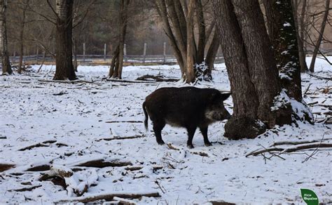 Лісівники підгодовують диких тварин Решетилівщина Ua