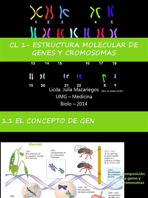 Cl 1 Estructura Molecular De Genes Y Cromosomas Pdf