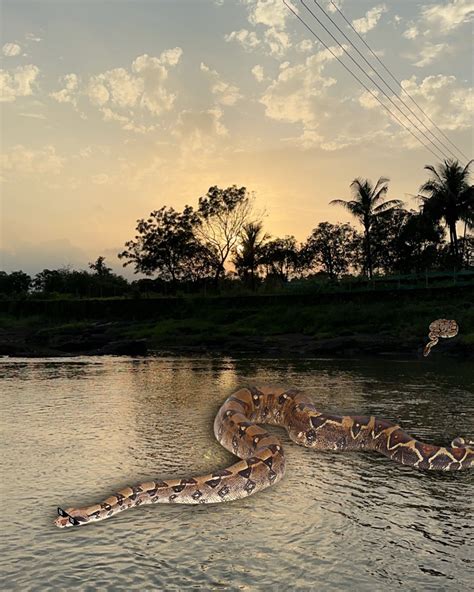 20 Foot Burmese Python 20footburmesepythonog • Instagram Photos And
