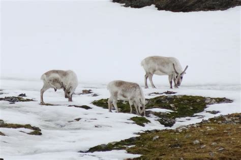 Untitled Betsy Ames Flickr