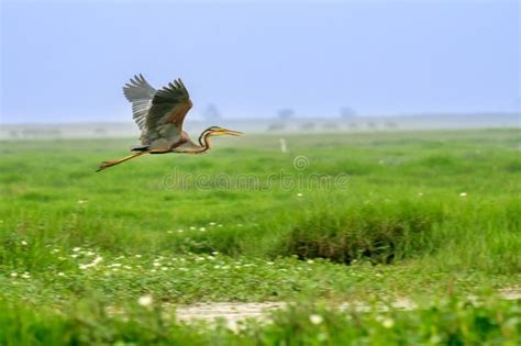 Gray Heron Inflight Stock Image Image Of Hunting Feather 313558639