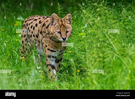 Serval Leptailurus Serval Felis Serval Wild Cat Feline Native To