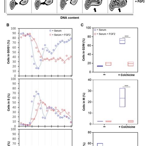 Fgf2 Impairs Cell Cycle Progression In K‐ras‐driven Cancer Cells