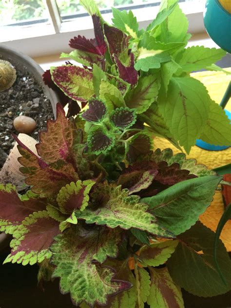 Rooting Coleus In Water