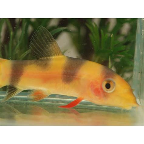 熱帯魚1点物 片面ドット柄 クラウンローチ 珍柄 撮影個体（約4cm）（1匹） A2 20240229 01熱帯魚通販のネオス