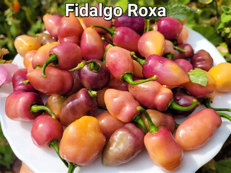 Fidalgo Roxa — Семена Томатов