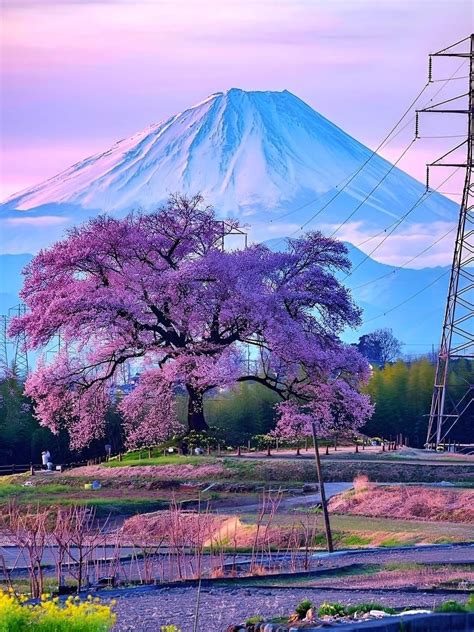 Sakura Tree Artofit