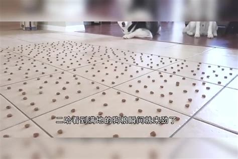 1000粒狗粮摆在二哈面前，接下来让你见识下啥叫推土机！太速度了推土机见识速度