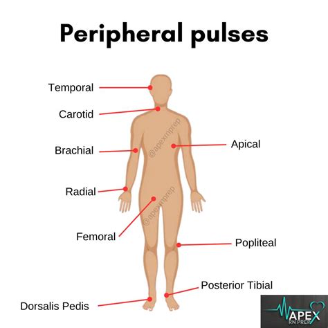 Apex Rn Prep Brandon Fl