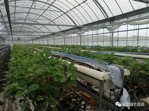 植物工厂草莓植物工厂第10页大山谷图库
