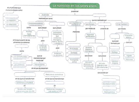 Escribe Los Conceptos Que Faltan En El Mapa Conceptual La Nutrición En
