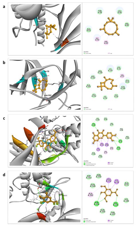 Molecular Docking Analysis The Protein Ligand Interaction Where 3d