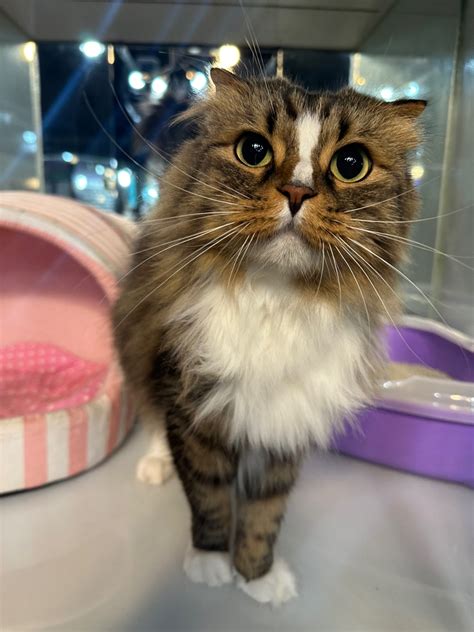 아메리칸숏헤어먼치킨믹스 봉구 고양이 책임분양 ♥ 강아지•고양이입양 강아지보호소 고양이보호소 무료분양 아이조아보호소