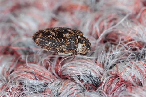 Eradicate Carpet Beetles Proven STEP BY STEP Methods