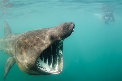 3 Day Basking Shark And Wildlife Tour Basking Shark Scotland