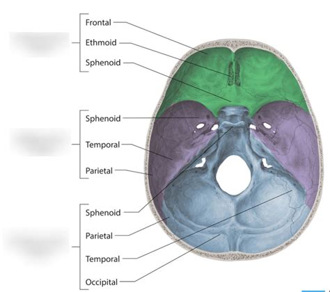 Cranial Fossa Diagram Quizlet