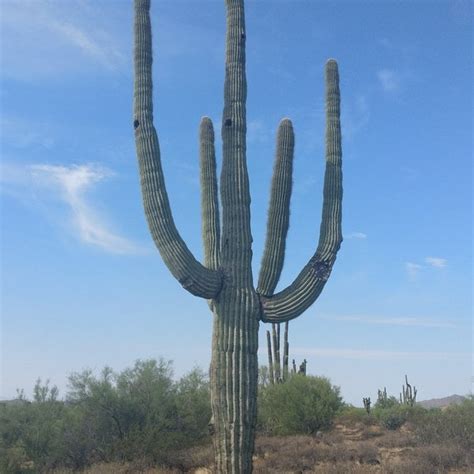 Apache Wash Trailhead Trail In Phoenix
