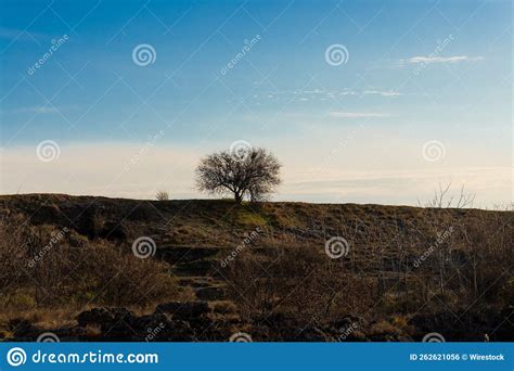 Single Naked Tree Near Niagara Montenegro Stock Photo Image Of Plant