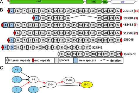 A Group Of Type Ii Crispr Arrays Captured In Long Reads Containing Download Scientific Diagram