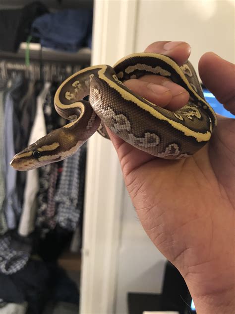 Just Picked Up My First Ball Python At Petsmart Can Someone Help Me