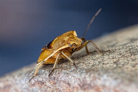 Beetle Bug Insect Free Photo On Pixabay