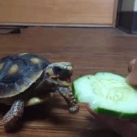 Cucumber S Get The Best  On Er