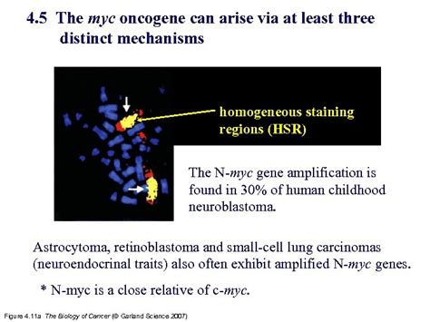 Chapter 4 Cellular Oncogenes 4 2