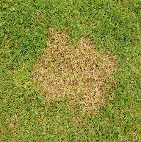 A Patch Of Red Thread Fungus The Lawn Man