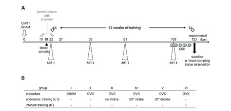 Experimental Scheme A And Study Groups B Ovx Ovariectomy Sham