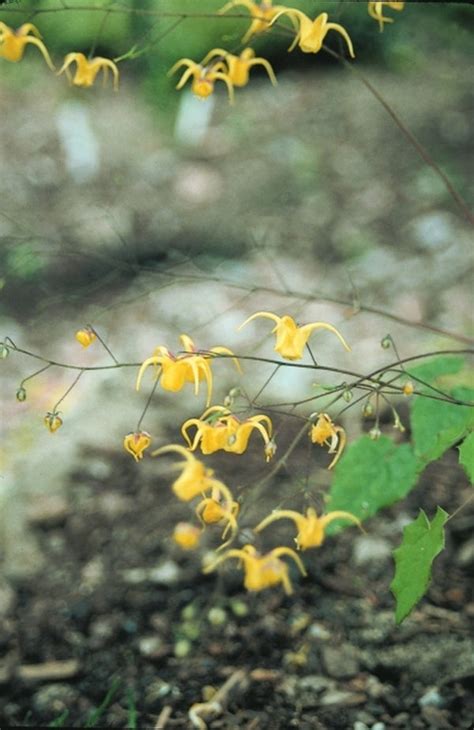 Learn About Epimedium Davidii Fairy Wings Perennial Encyclopedia
