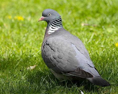 Вяхирь, или витютень / Columba palumbus / Woodpigeon / Птицы Европы
