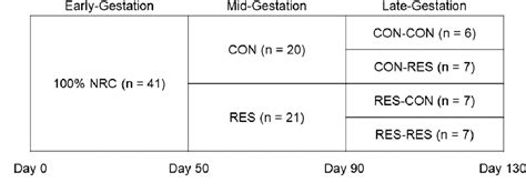 Figure 1 From Effects Of Nutrient Restriction During Mid To Late Gestation On Maternal And