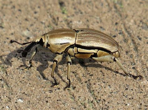 Clay Colored Billbug Weevils Arachnids Insects