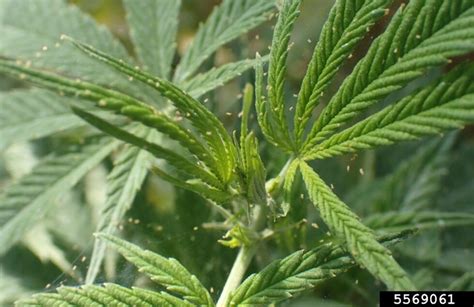 Twospotted Spider Mite Agricultural Biology