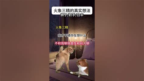 每天一遍，防内耗防恋爱脑 猫meme Funny Cat 星座系列十二星座白羊座 射手座 狮子座 星座 Youtube