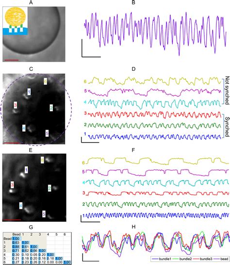 Synchronization Of Spontaneous Oscillations A Image Of A Polystyrene