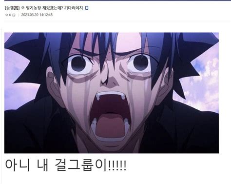 메이플 뉴진스 콜라보 반응 유머 게시판
