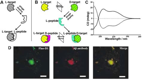 Mirror Image Phage Display And Its Application In Ad Schematic Download Scientific Diagram