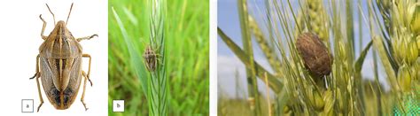 بیماری سن گندم مشاوره رایگان جوتیار