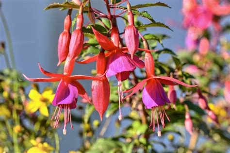 Fuchsia Color Meaning History And Common Applications Hipfonts