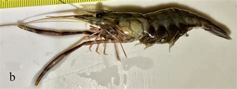 Worms World Register Of Marine Species Photogallery