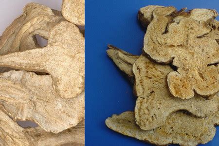 白术的作用与功效图白术的作用与功效盘点 提高免疫力让你远离疾病困扰 伊秀健康 yxlady